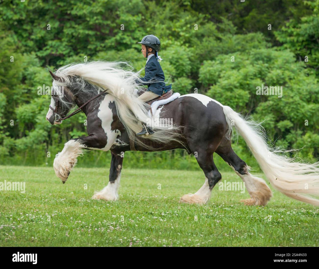 Young girl wearing show costume while riding beautiful Gypsy Vanner ...