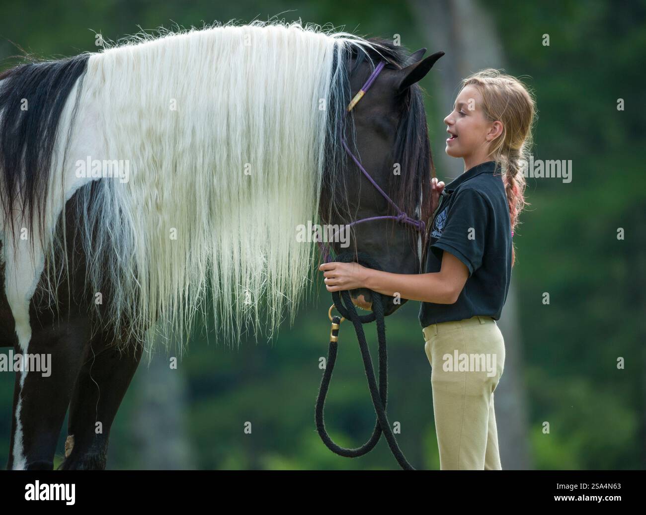 Young girl hugs and talks to Gypsy Vanner Horse mare Stock Photo - Alamy