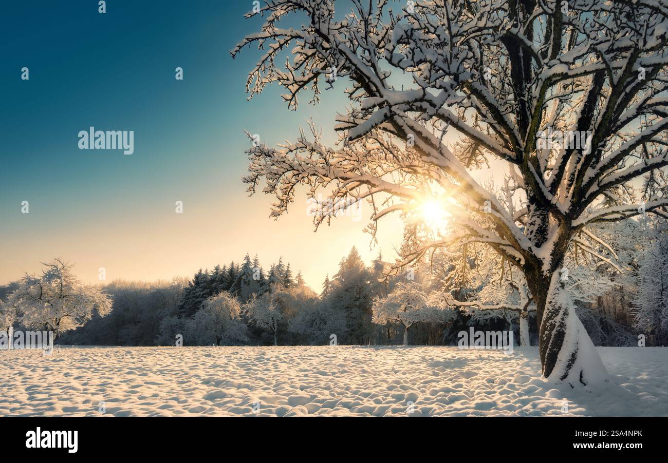 Winter rural landscape with the sun shining behind a beautiful snow ...