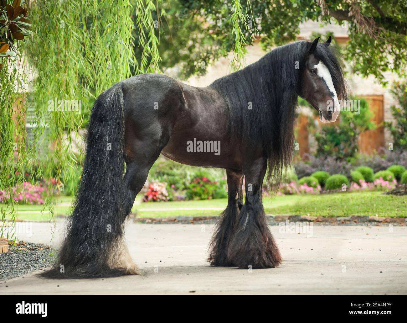 Gypsy Vanner Horse stallion stands on driveway before home Stock Photo ...