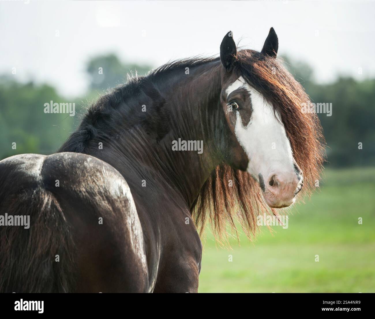 Gypsy Vanner Horse gelding looks back over shoulder Stock Photo - Alamy