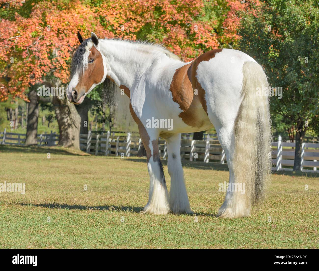 Gypsy Vanner Horse stallion stands in whitew fence pasture with autumn ...