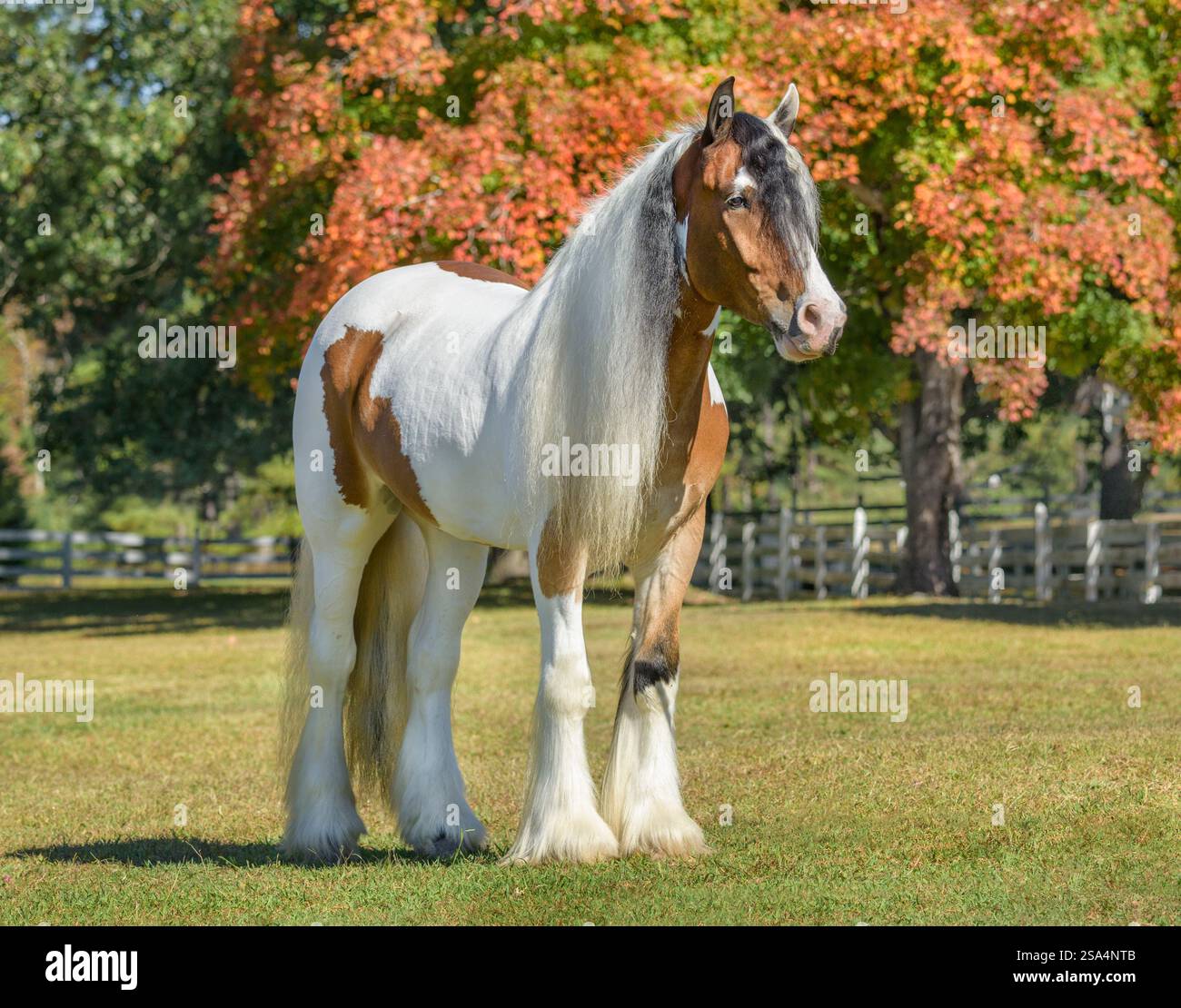 Gypsy Vanner Horse stallion stands in whitew fence pasture with autumn ...
