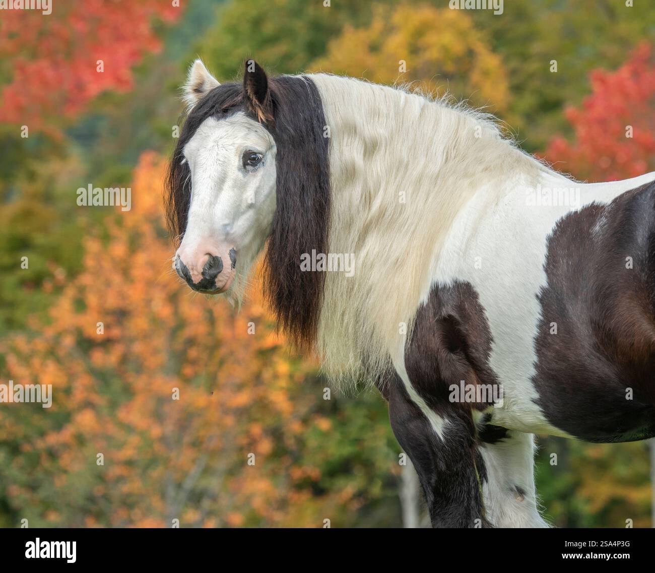Gypsy Vanner Horse stallion in autumn foliage Stock Photo - Alamy