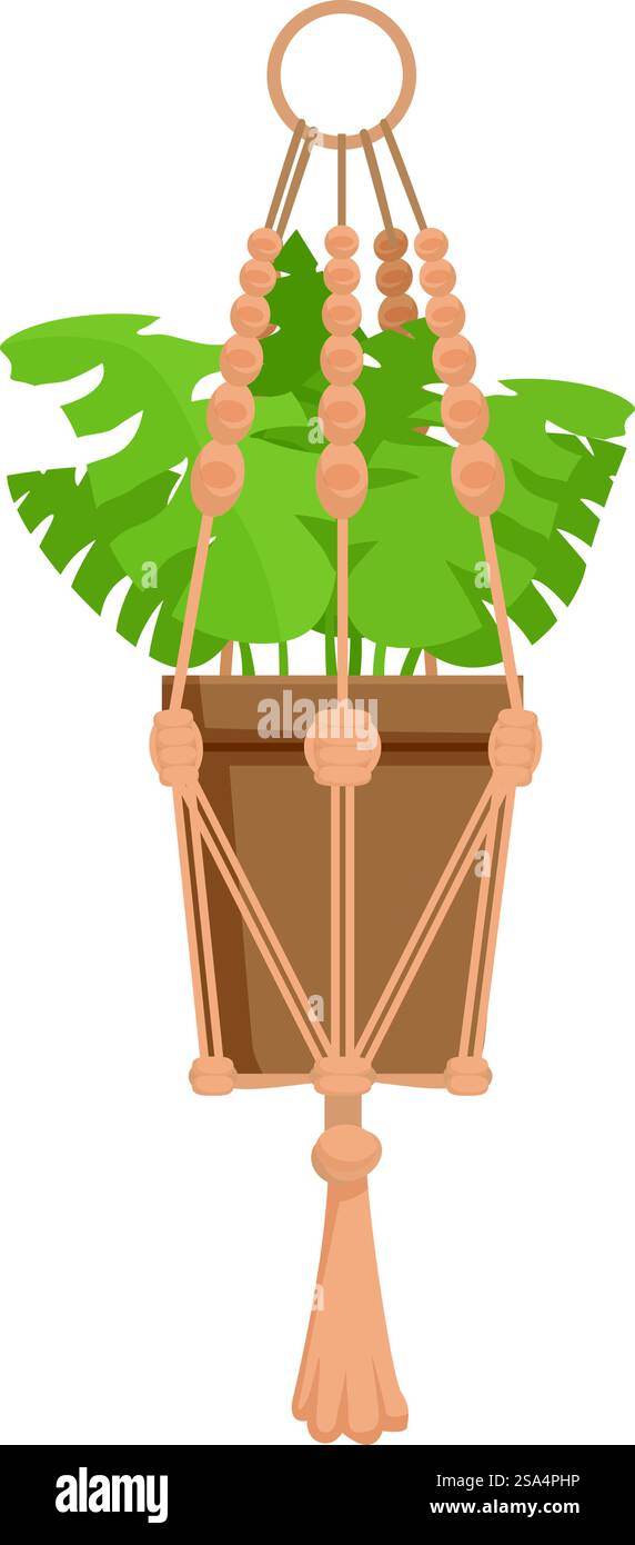 Monstera deliciosa is growing in a terracotta pot hanging from the ...