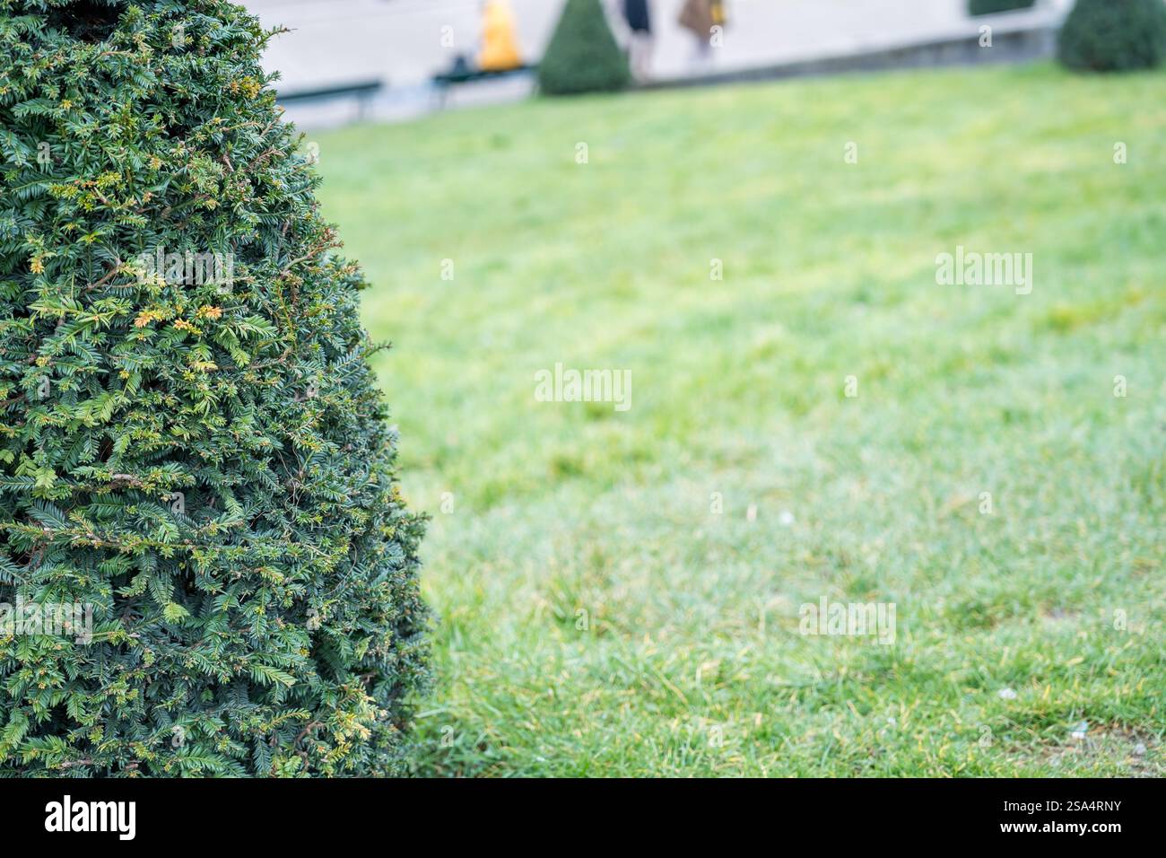 Lush green shrubbery adds charm to a peaceful outdoor park setting ...