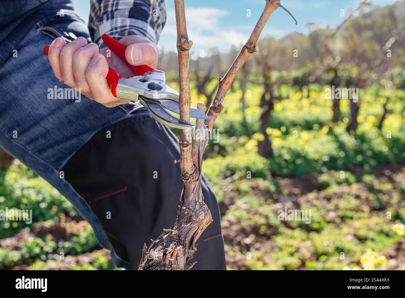 Close-up of the hands of the winemaker pruning the vineyard with ...