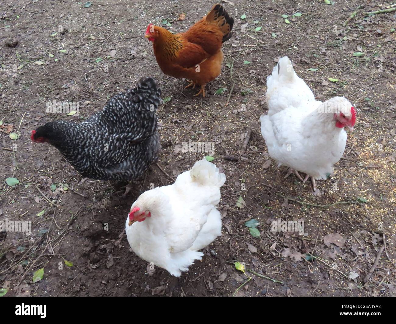 ...Bllick auf vier Hennen - zwei Weiße Leghorn, eine hellbraune ...