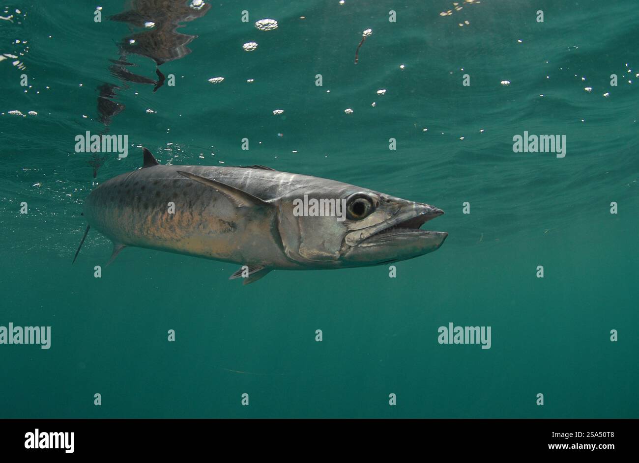 A king mackerel (Scomberomorus cavalla) swimming off the coast of ...