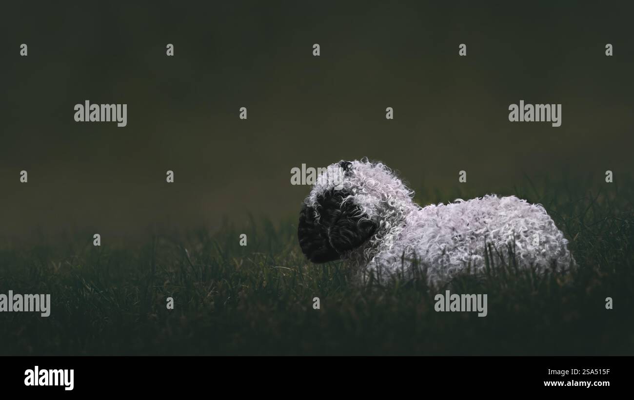 Close-up of a Valais blacknose lamb sleeping on a meadow, low angle ...