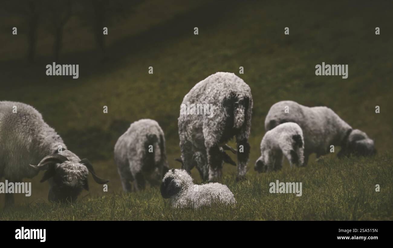 A Valais Blacknose lamb sleeping amidst the flock, dark mood, retro ...
