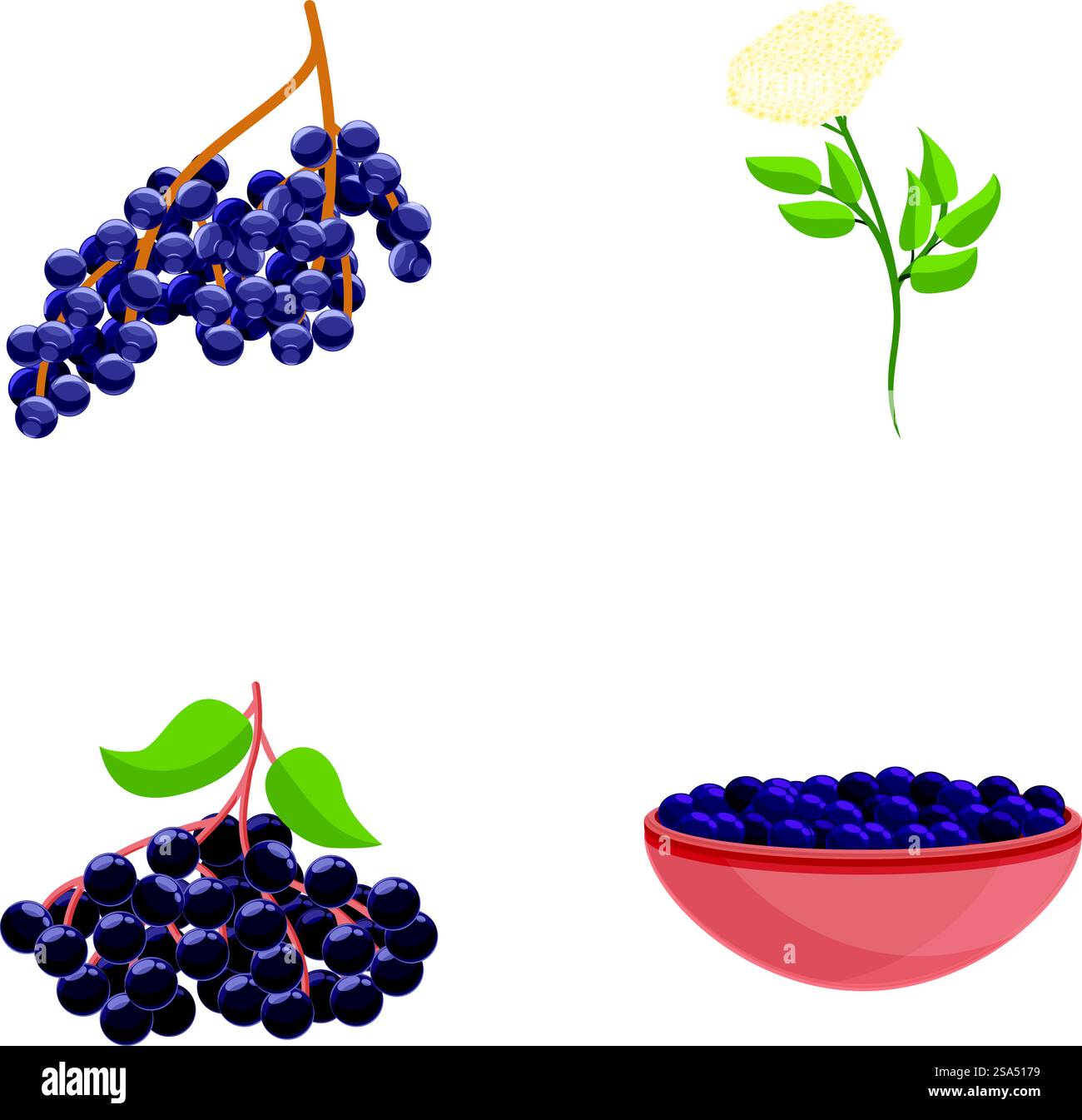 Black elderberry icons set cartoon vector. Branch with elderberry berry ...