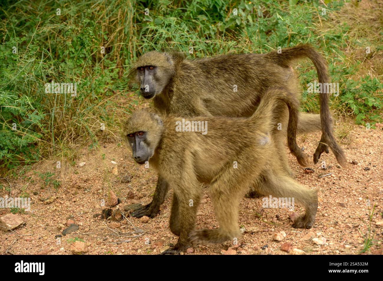 Two baboons walking on the road - Kruger National Park - South Africa Stock Photo - Alamy