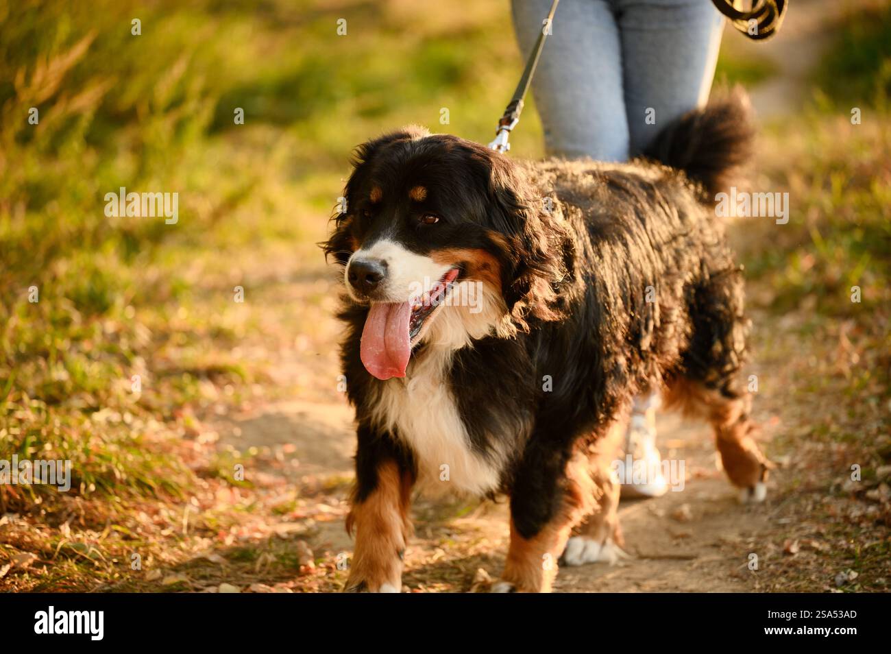 Owner walking cute pet in dog walking area. Bernese mountain dog on ...