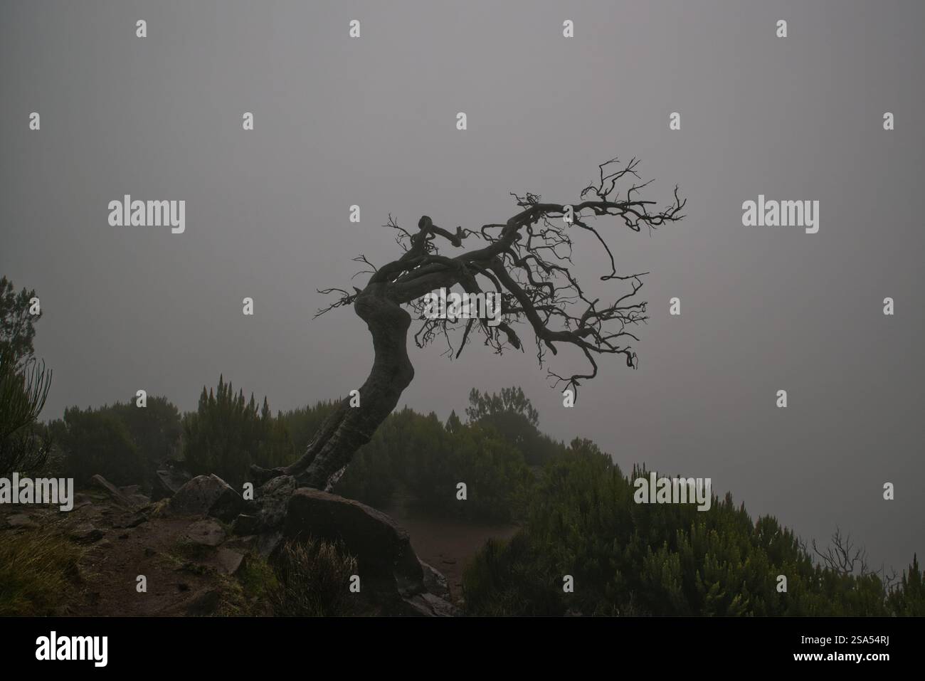 Trees of strange forms in absolute fog. A winter day. On the way to ...