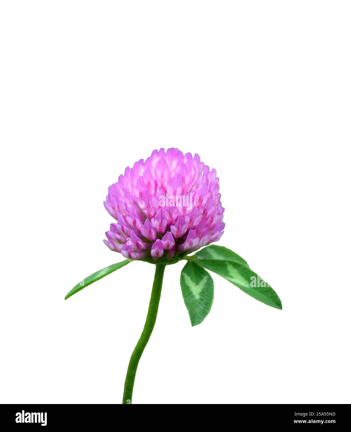 Pink red clover flower, trifolium pratense, isolated cutout on white ...