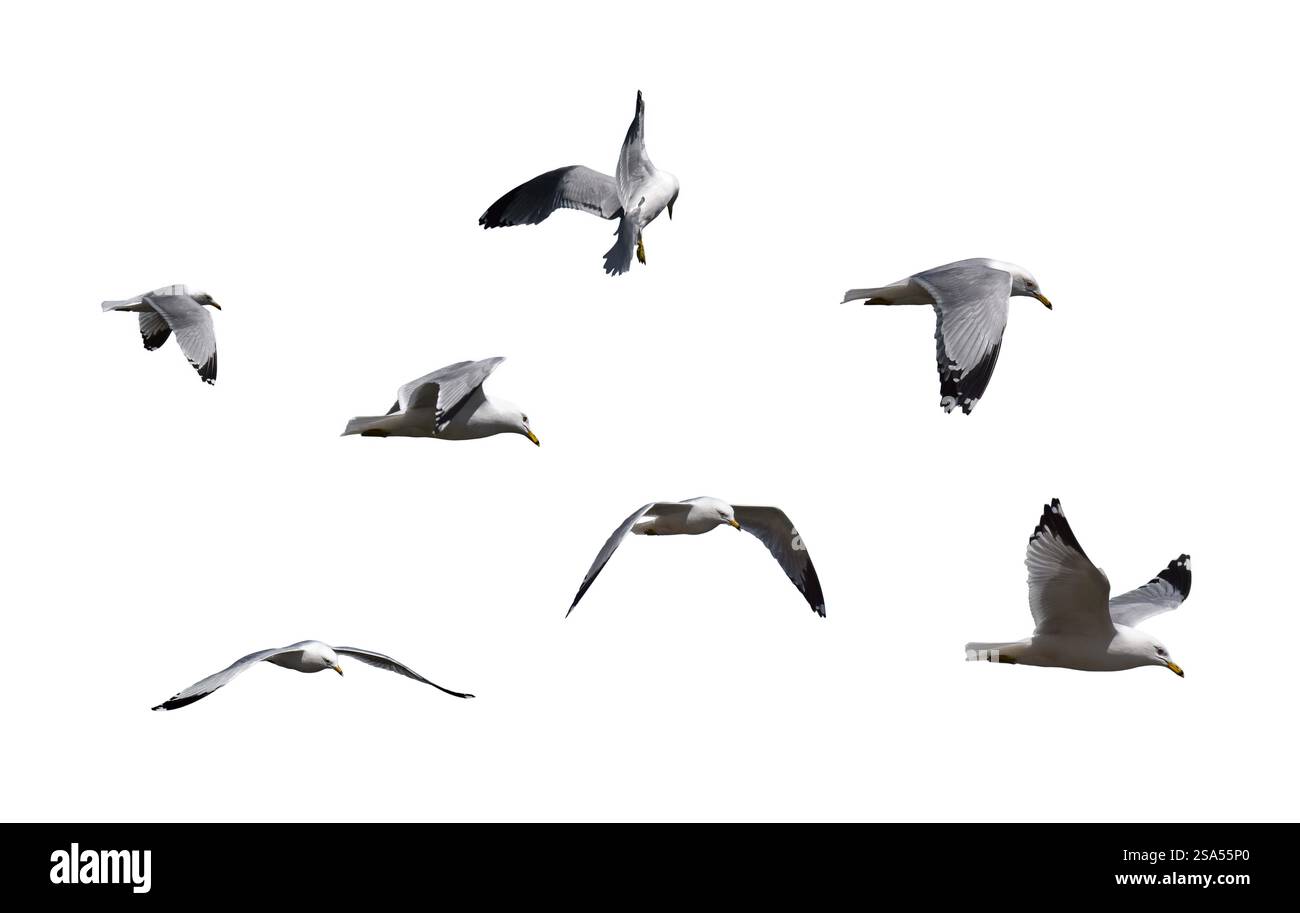 Group of seagulls birds flying isolated cutout on white Stock Photo - Alamy