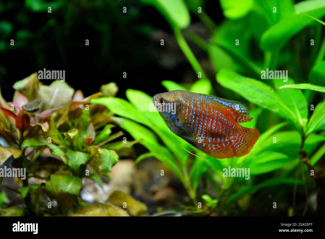A beautiful dwarf gourami. is a species of gourami native to South Asia ...