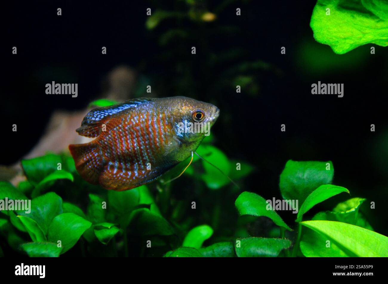 A beautiful dwarf gourami. is a species of gourami native to South Asia ...