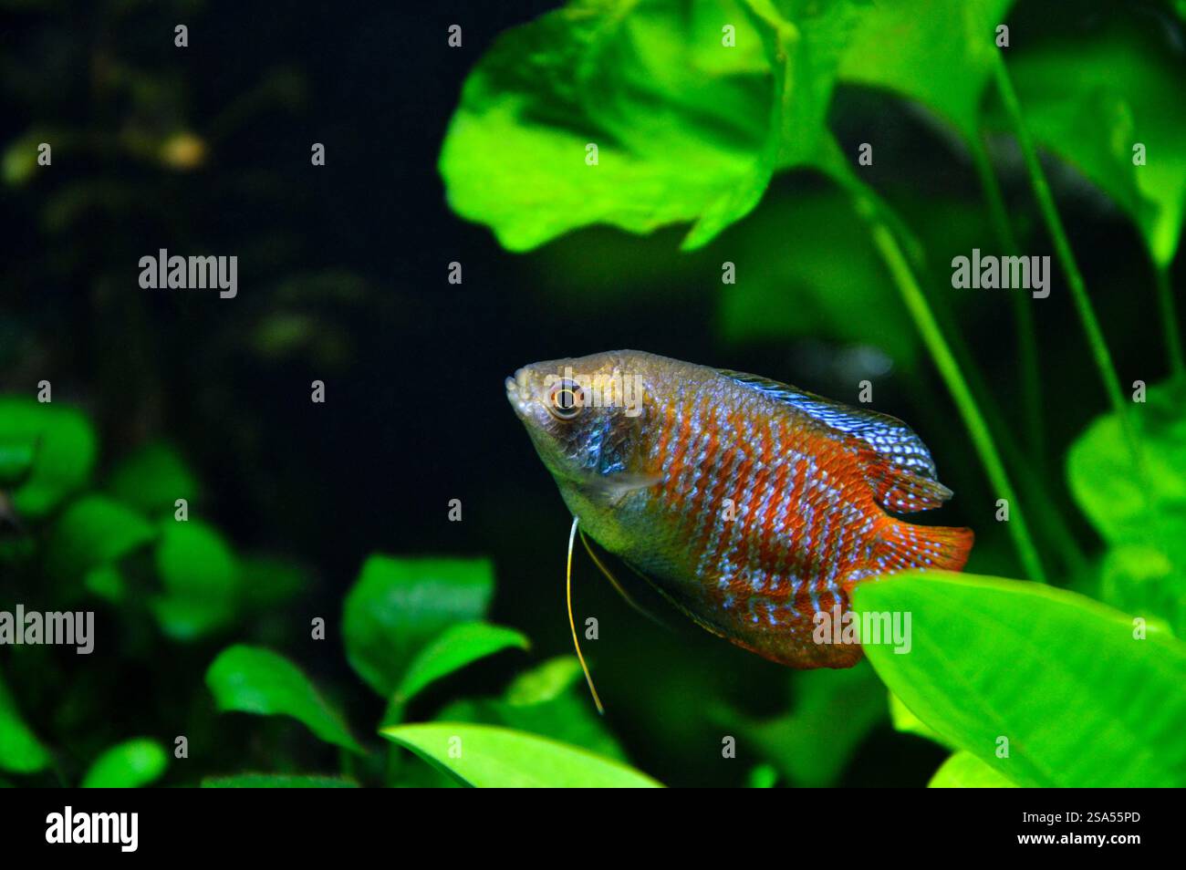 A beautiful dwarf gourami. is a species of gourami native to South Asia ...