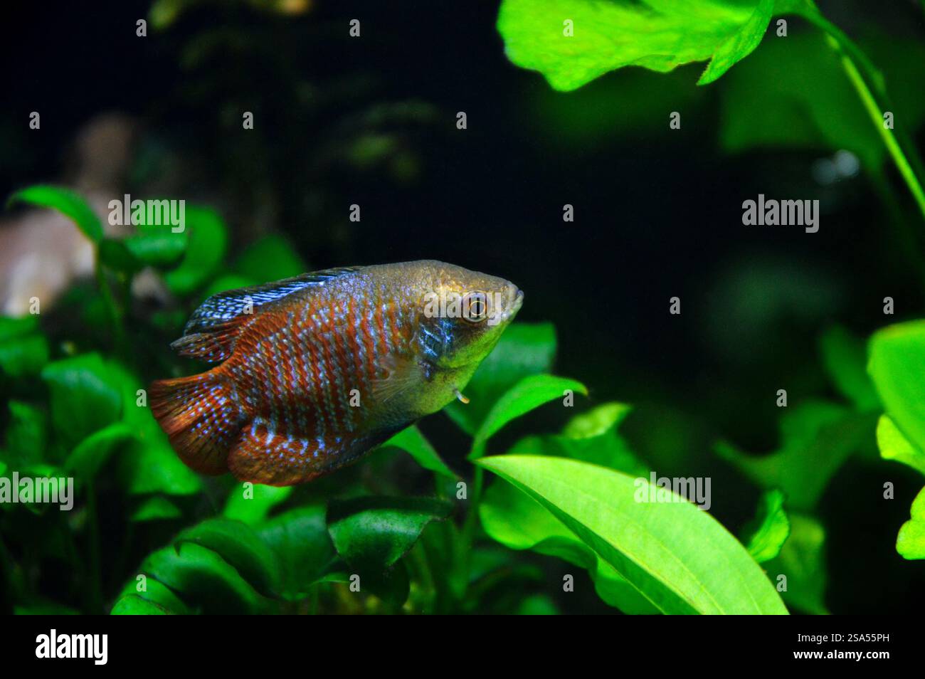A beautiful dwarf gourami. is a species of gourami native to South Asia ...