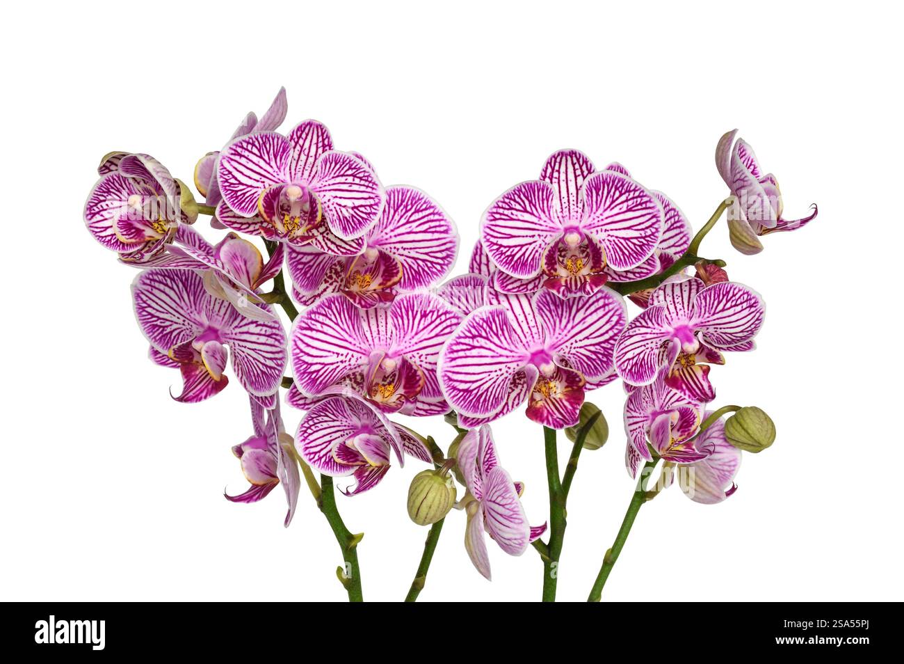 Closeup Moth Orchid stems with pink flower clusters isoltaed cutout on ...