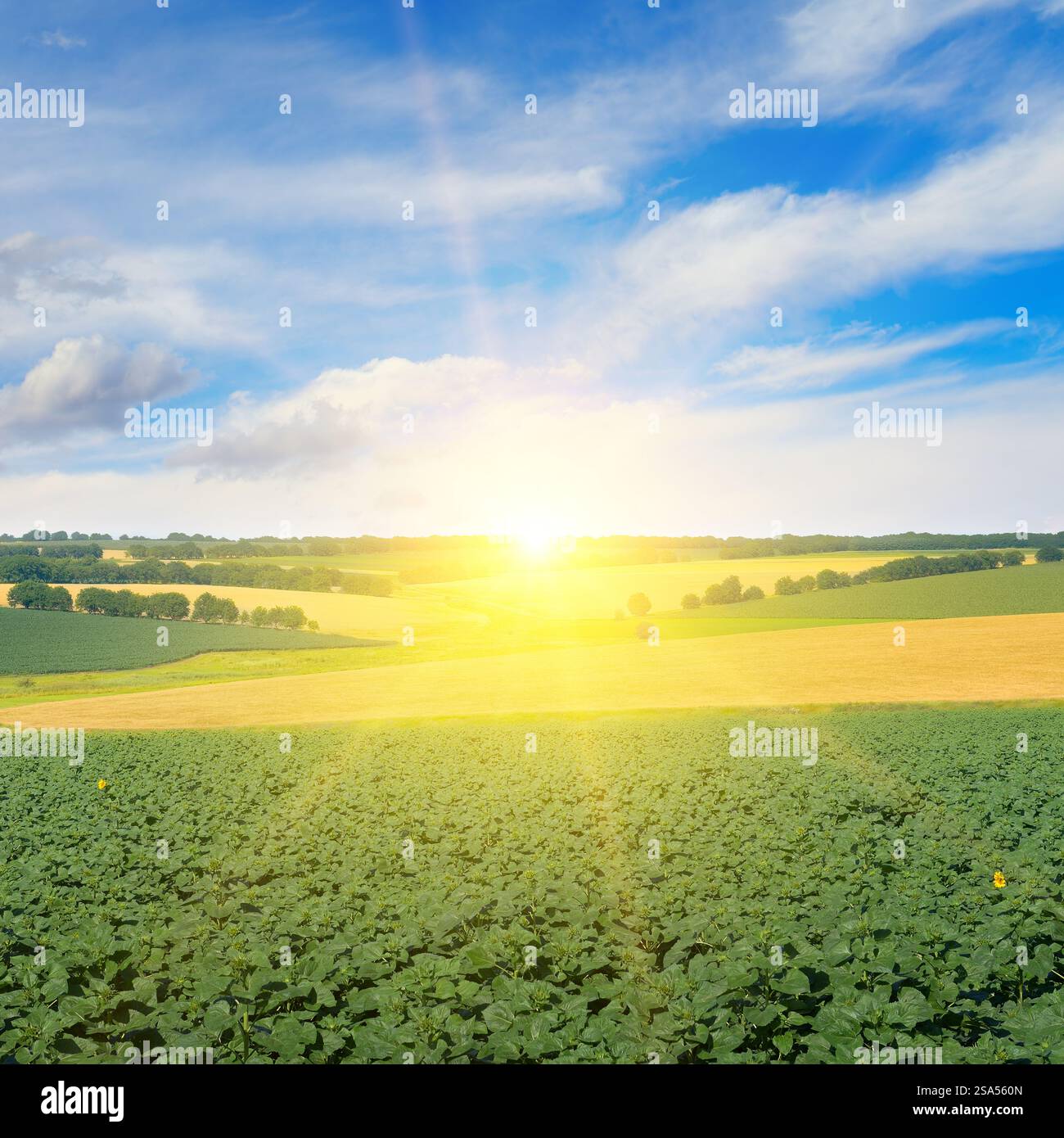 Dawn over field with young sprouts sunflower and wheat Stock Photo - Alamy