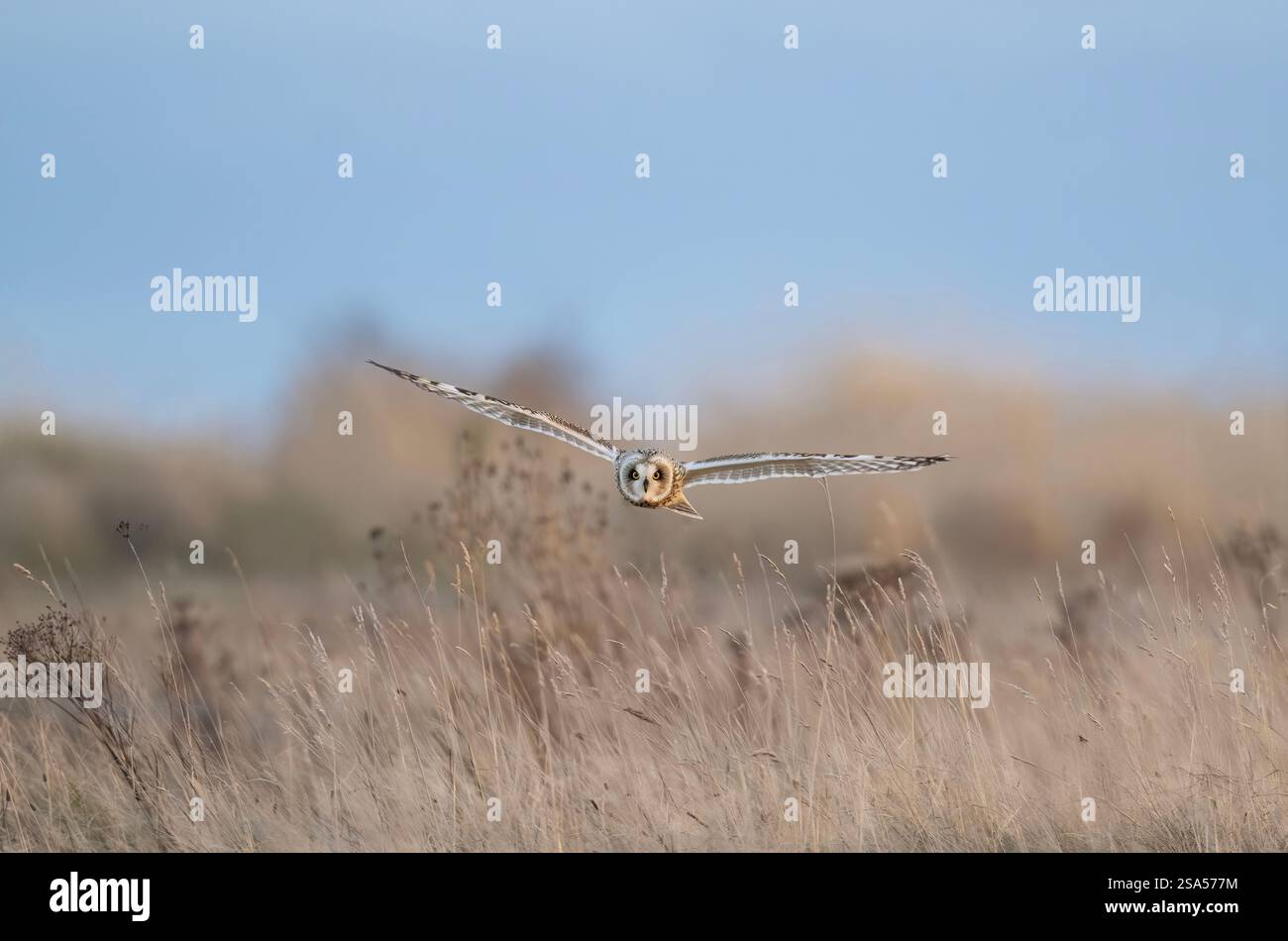 Short eared owl flying across grassland straight at the camera close up ...