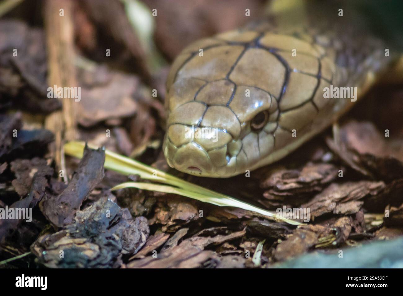 A snake is shown in a close up of its face. The snake is brown and has ...