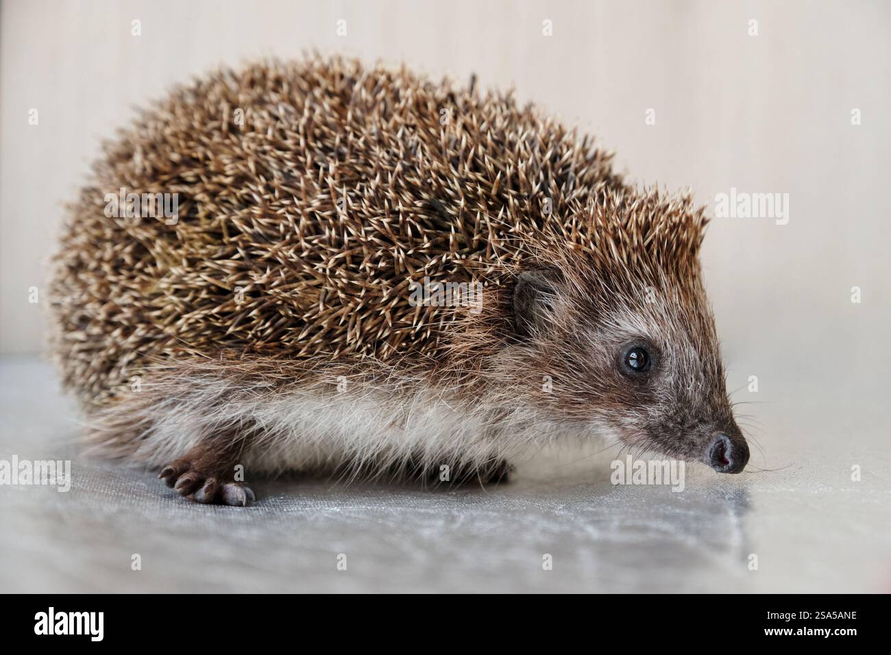 Close up shot of a Daurian hedgehog, featuring its distinctive features ...