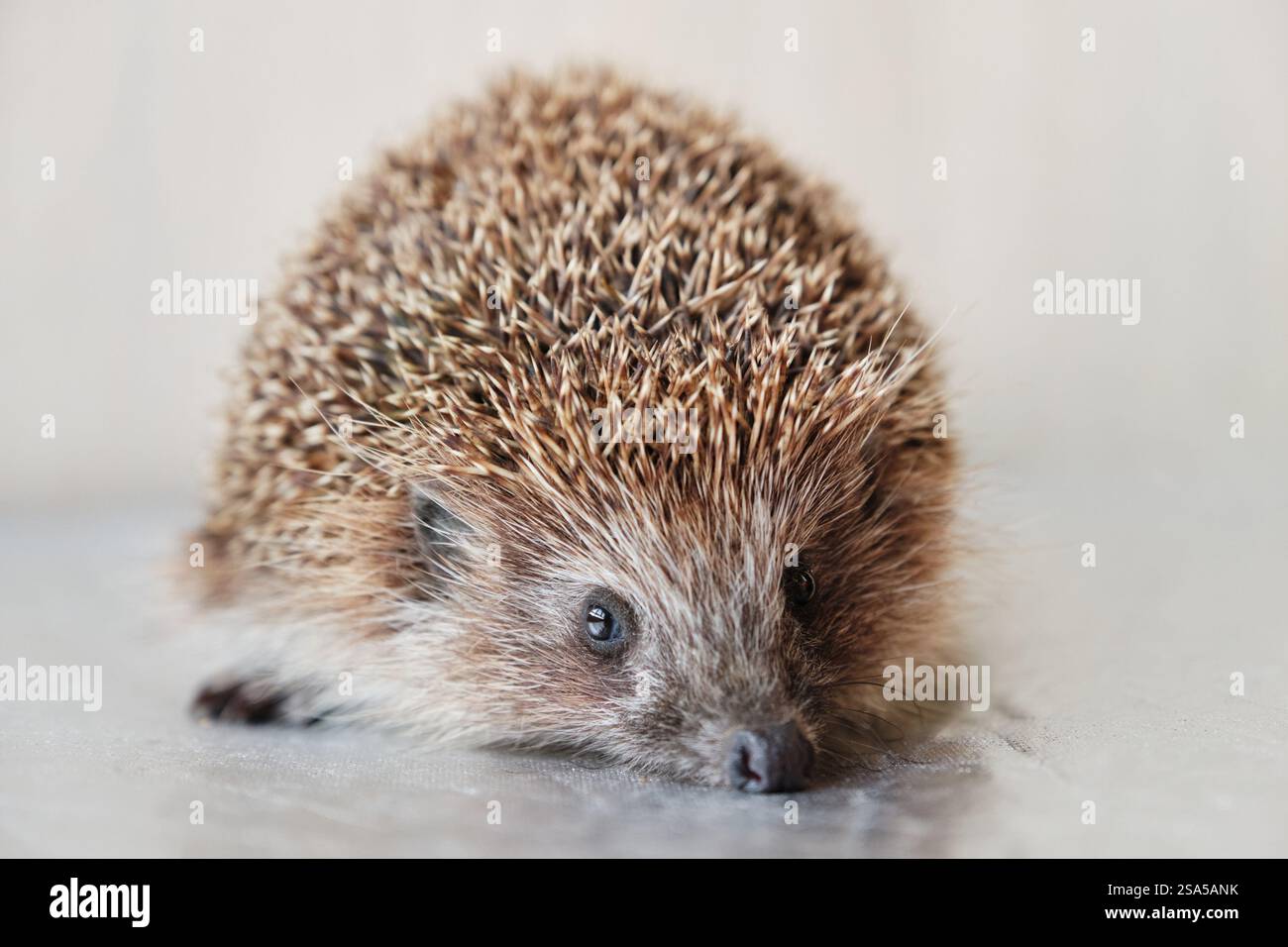 Close up shot of a Daurian hedgehog, featuring its distinctive features ...