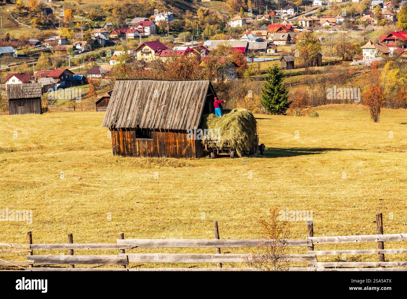 Romania, Prahova County, Bucegi mountains, Busteni. Pitchforking hay ...