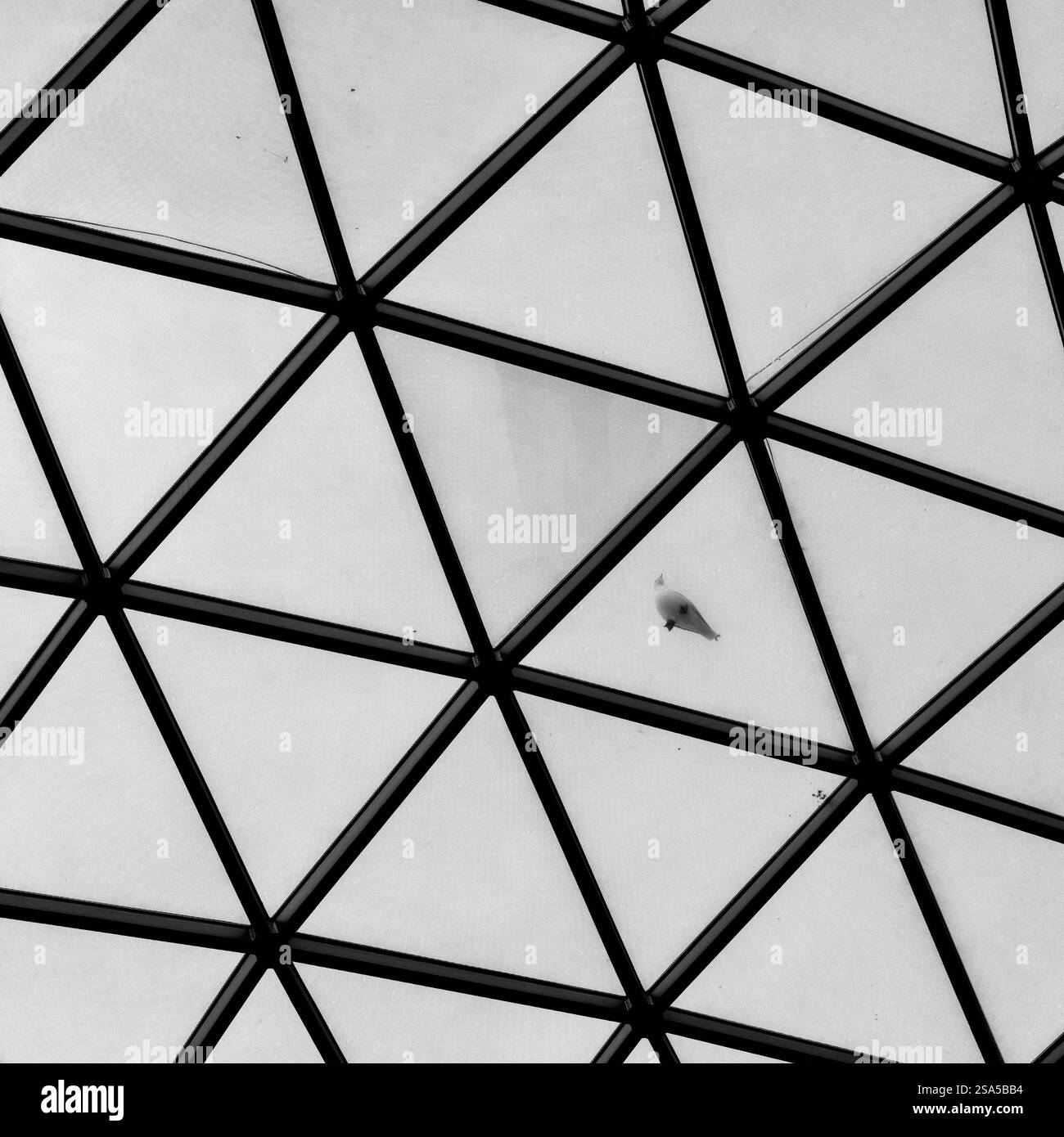 Dome Window and Seagull Stock Photo - Alamy