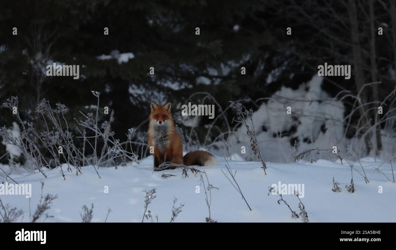 Sitting fox looking at you in a snowy winter landscape. Trees in the ...