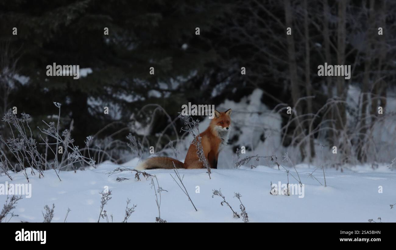 Red fox sitting on snow hi-res stock photography and images - Alamy
