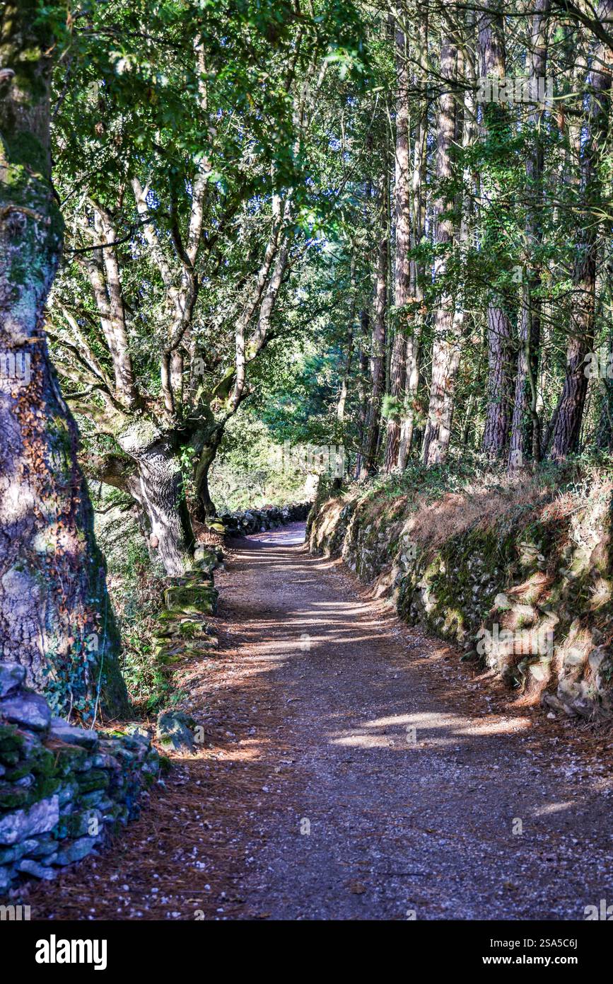 Spain, Galicia. Foggy morning on the Camino de Santiago between Morgade ...