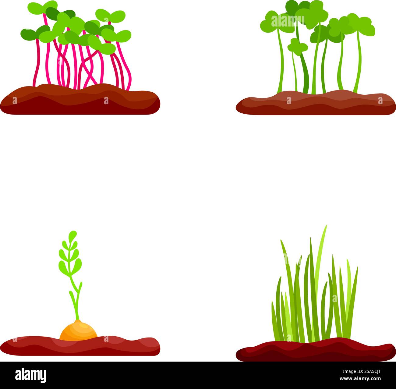 Illustrated stages of growth for vegetable plants hi-res stock ...