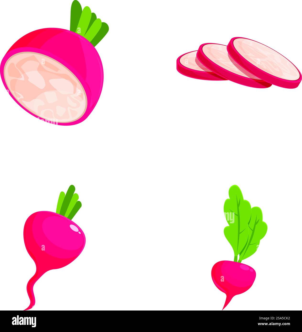 Varieties of fresh radishes in vibrant colors, sliced and whole ...