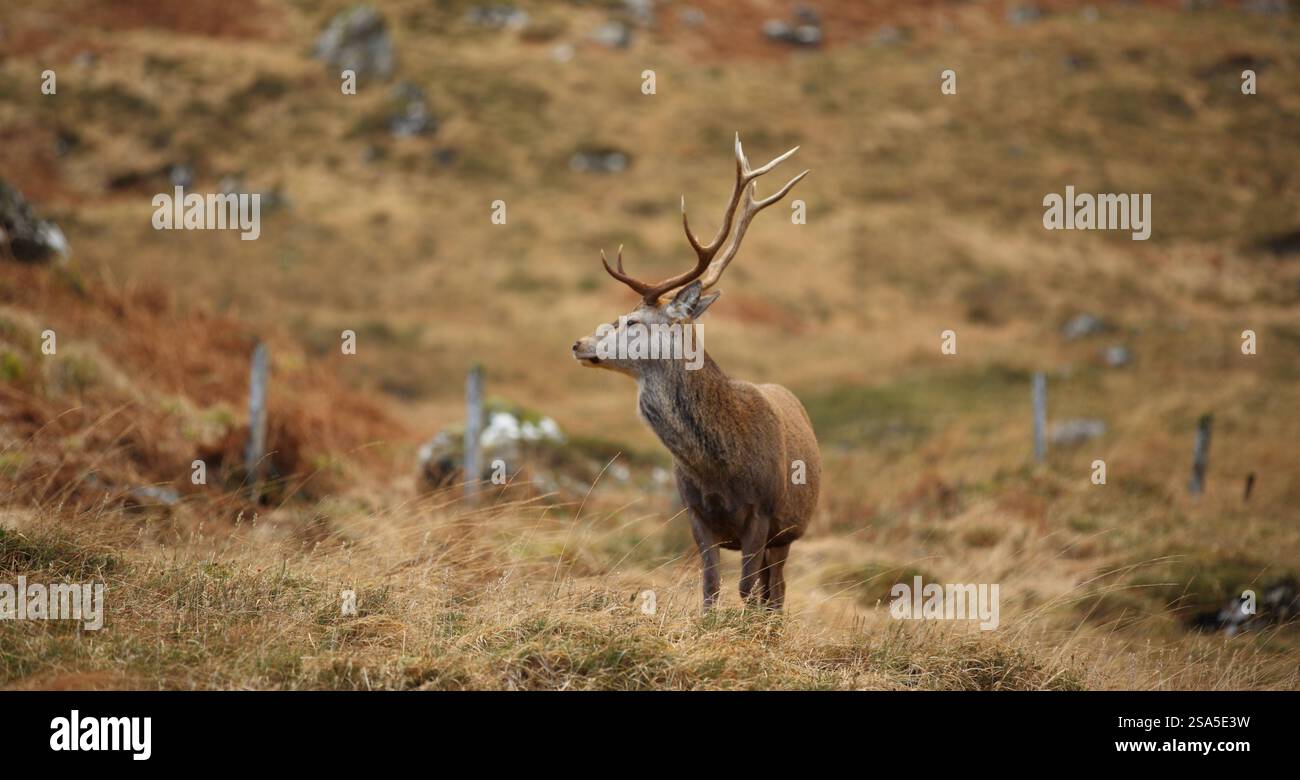 Magnificent wild Red Deer Stag in the Scottish Highlands Stock Photo ...