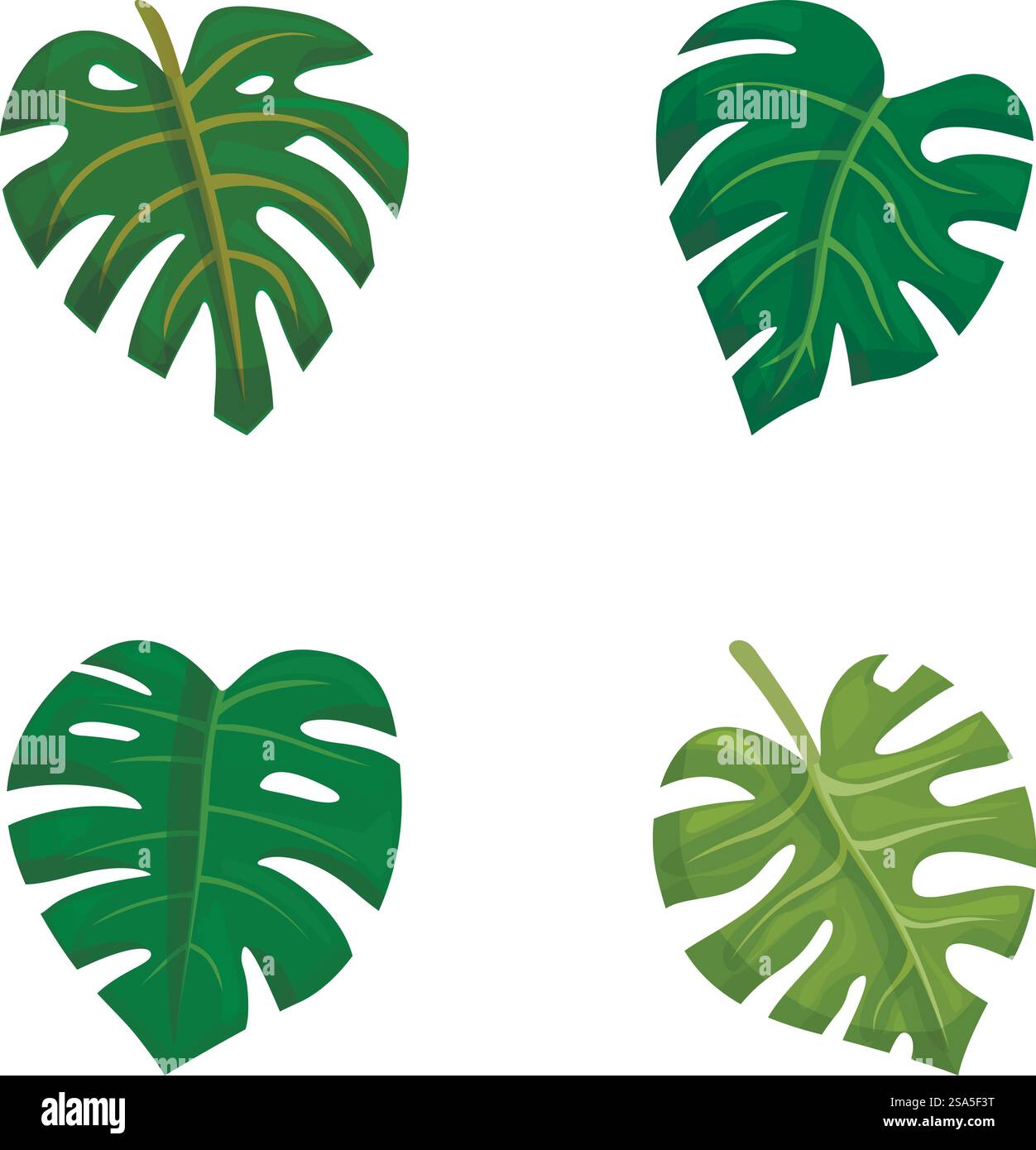 Vector illustration of four green monstera deliciosa leaves, with ...