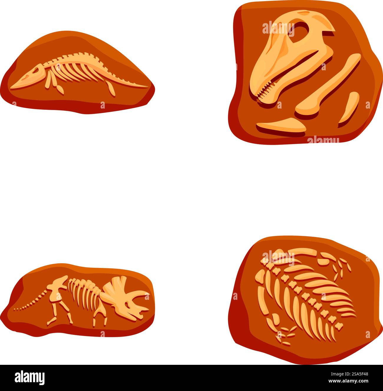 Detailed prehistoric fossil illustrations set with dinosaur bones and ...