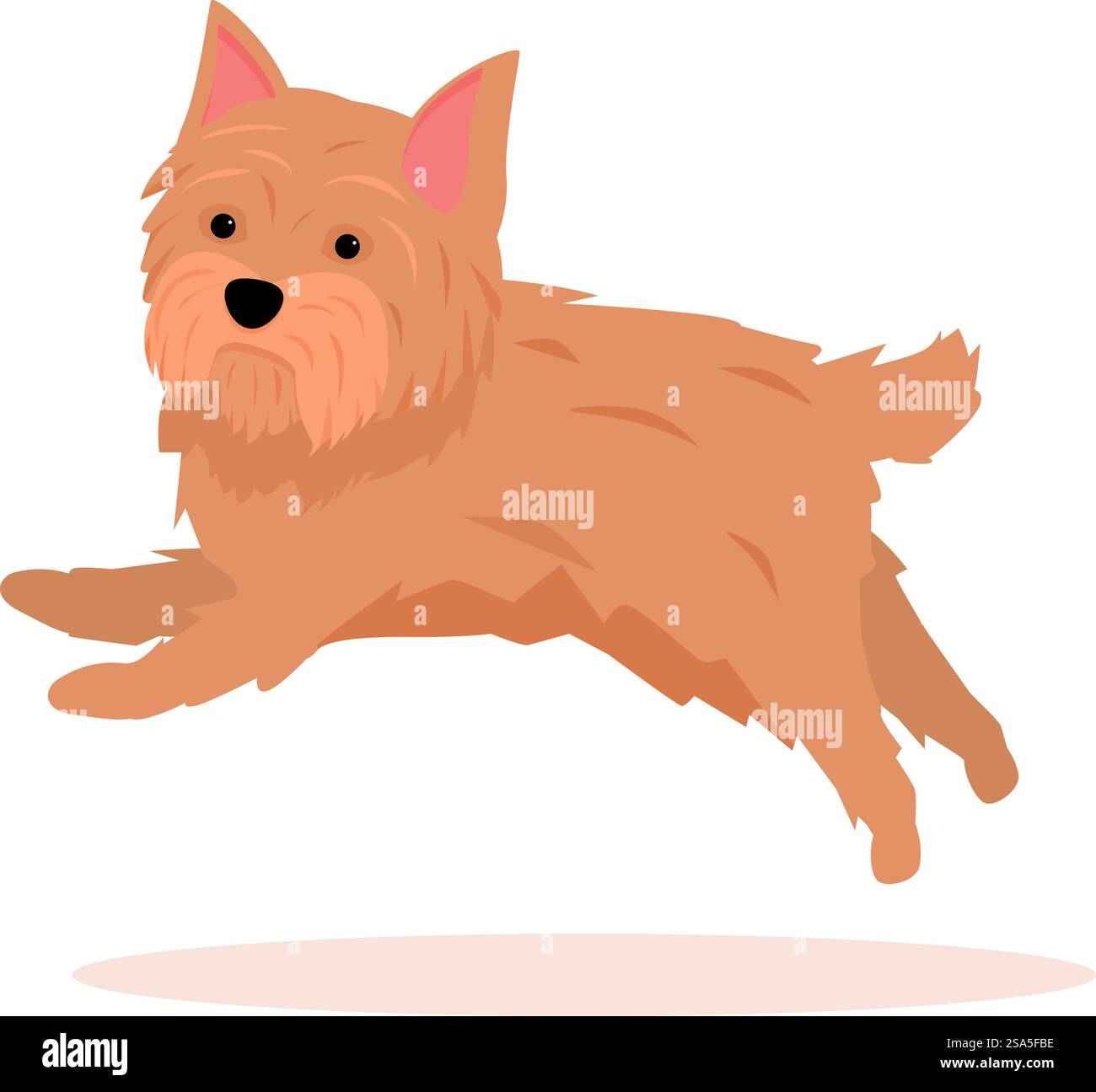 Norfolk terrier running with paws outstretched, happy dog illustration ...
