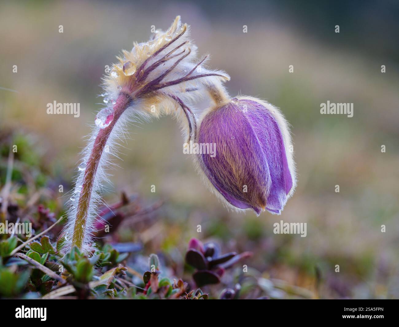 Spring pasqueflower also called arctic violet, lady of the snows ...