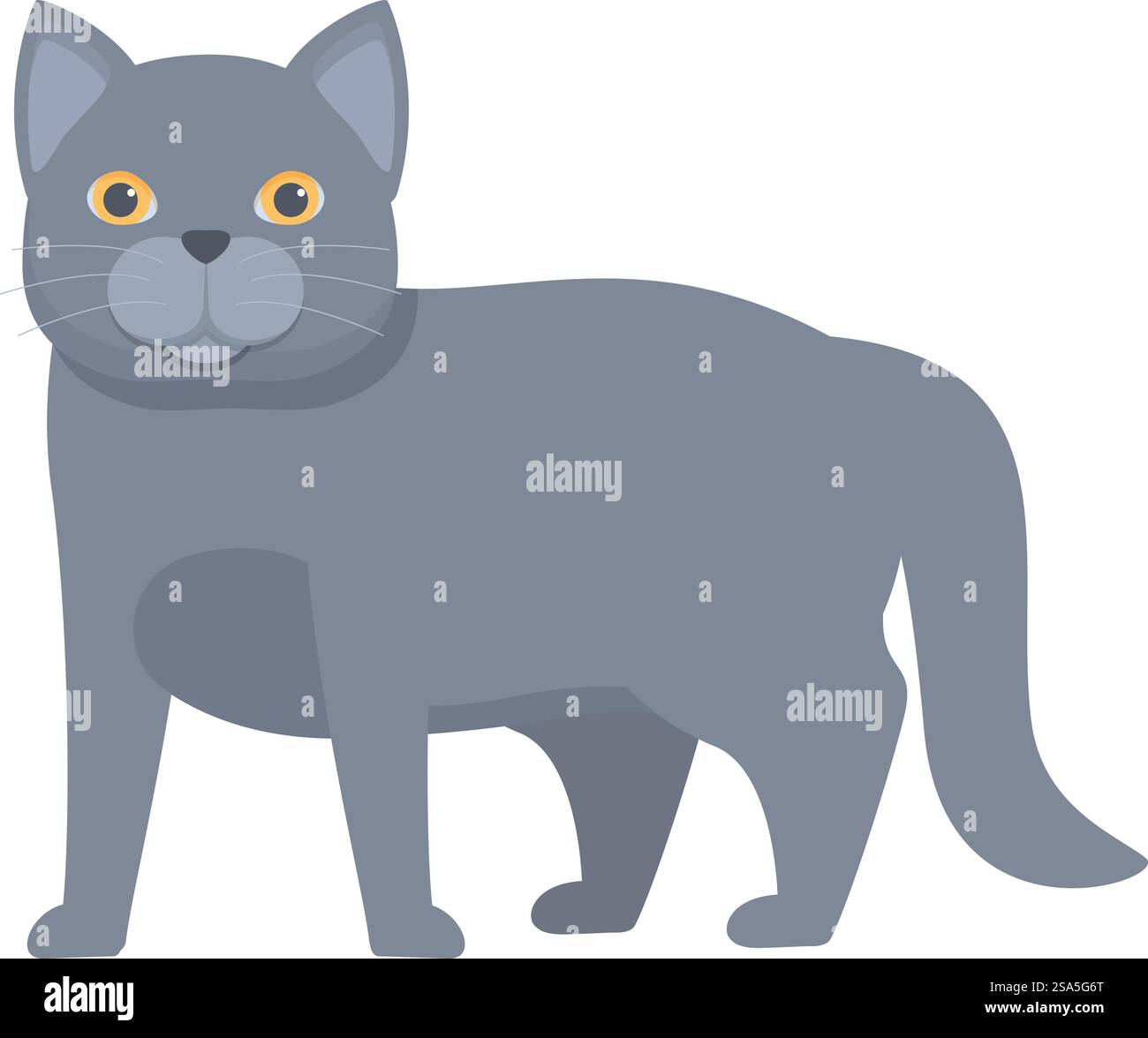 Grey chartreux cat standing and looking forward on a white background ...