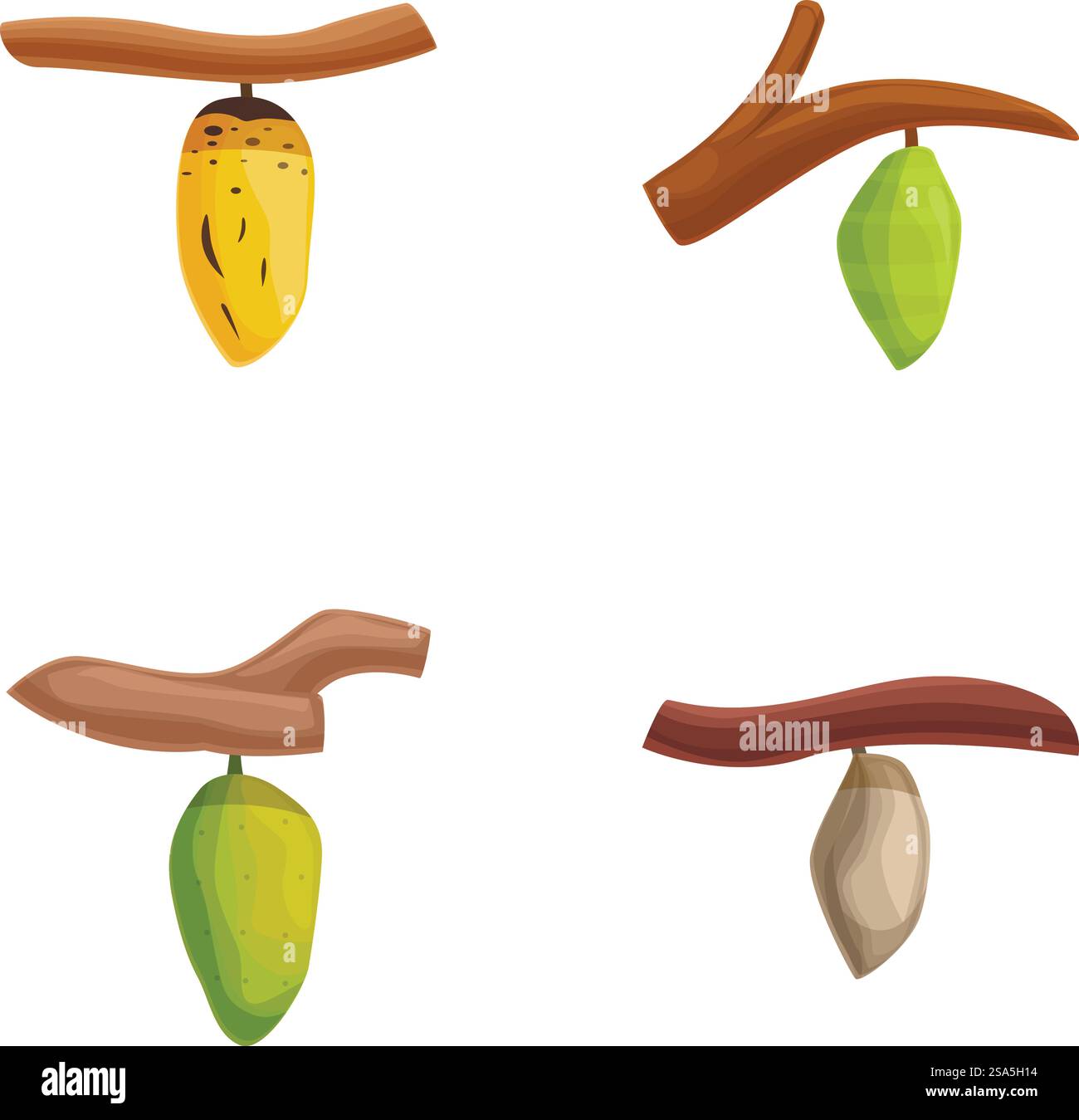 Set of colorful illustrated cacao pods and branches on a white ...