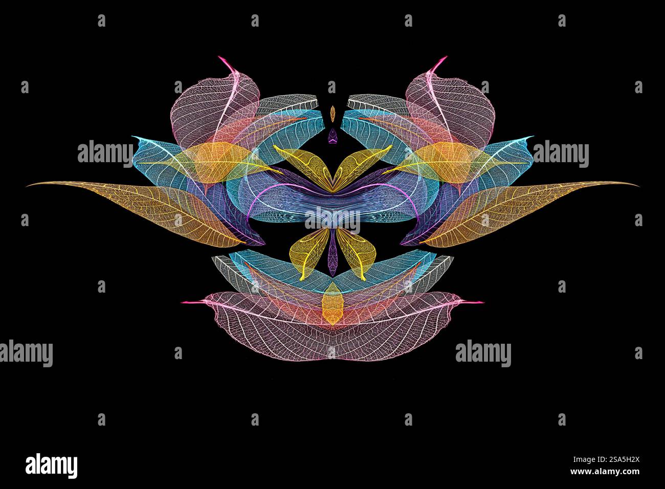Multi-colored skeleton leaves arranged on black background Stock Photo ...