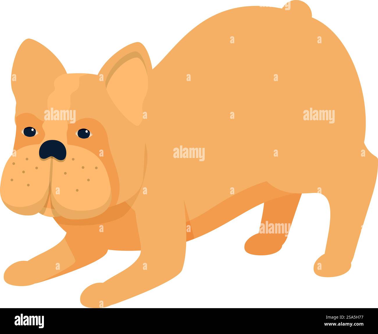 Playful french bulldog is stretching its front legs, preparing for a ...