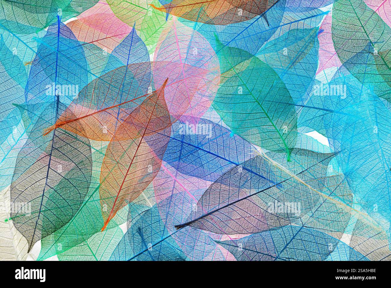 Multi-colored skeleton leaves arranged on white background Stock Photo ...