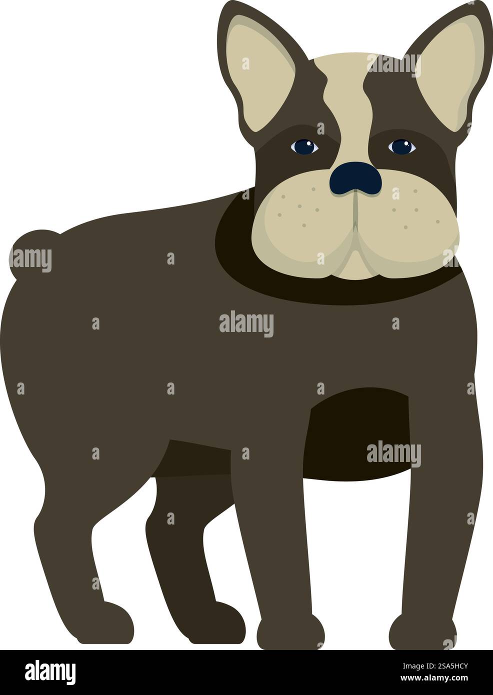 Brown and tan french bulldog standing with a neutral expression on its ...