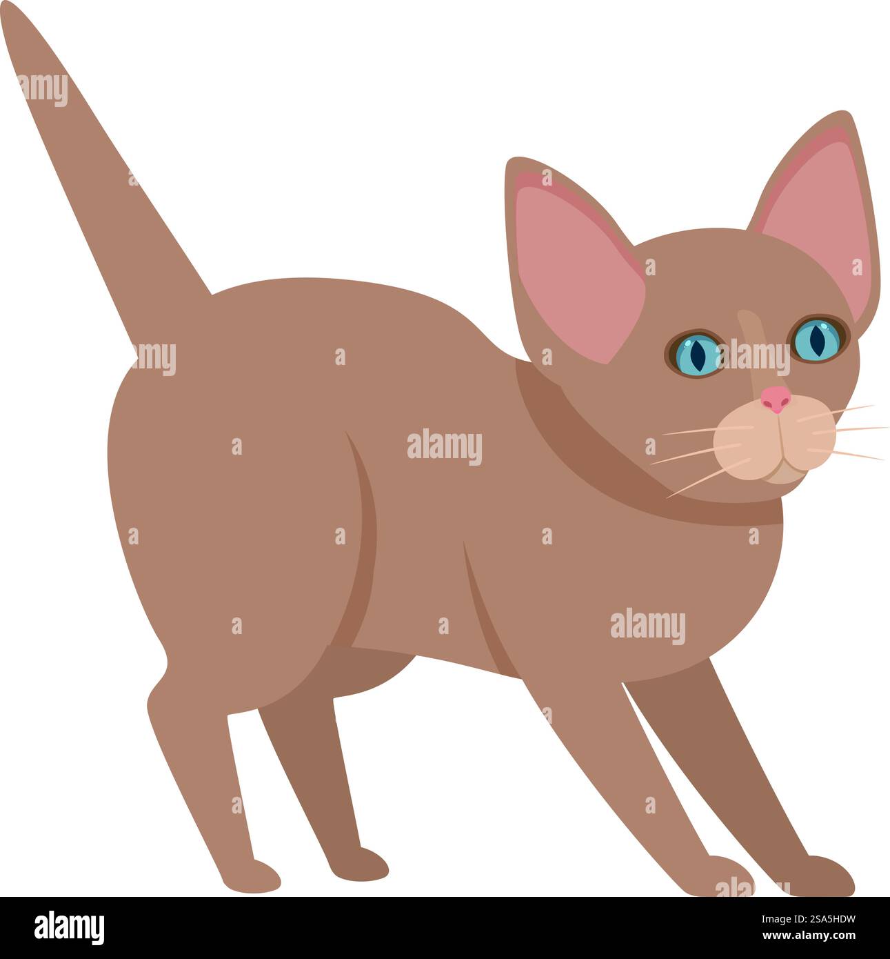 Brown kitten with blue eyes arching its back and preparing to pounce ...